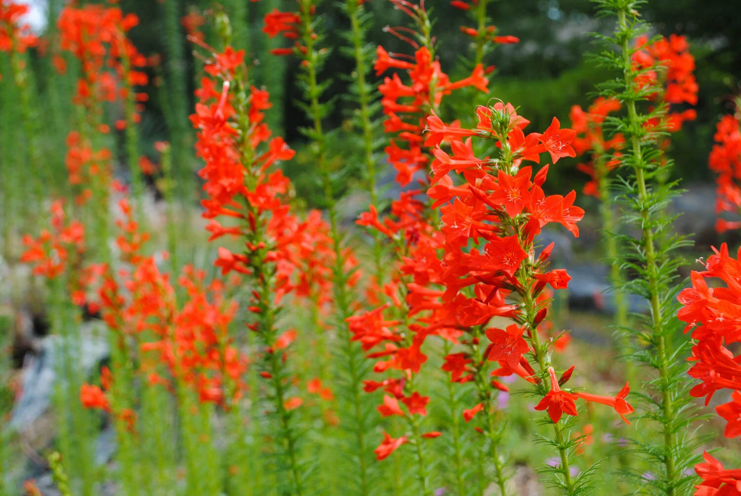 In Praise of Ipomopsis | Meristem