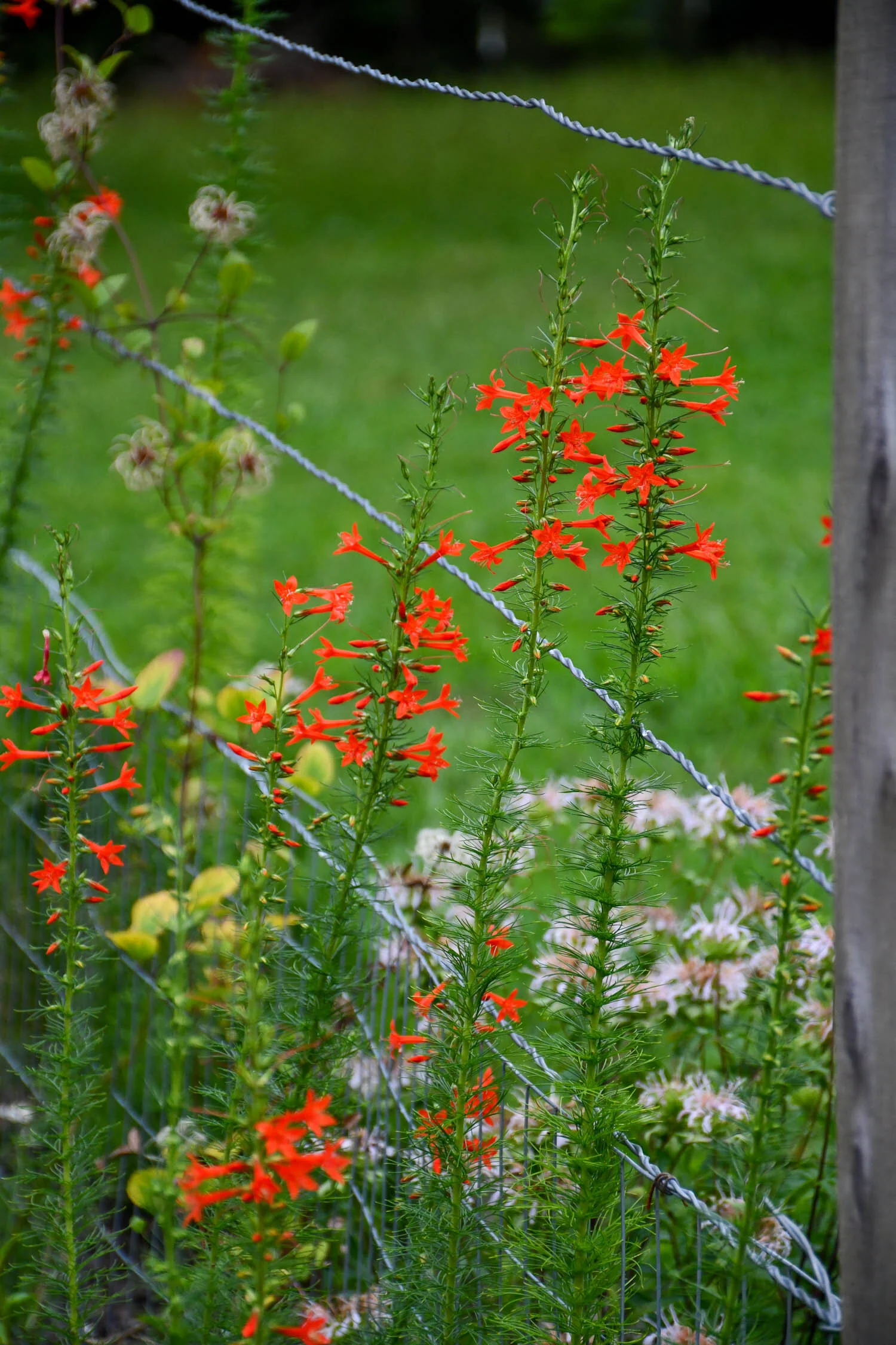 In Praise of Ipomopsis | Meristem
