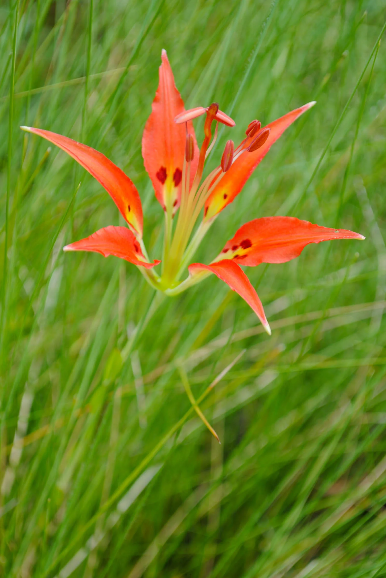 Late Summer in the Green Swamp | Meristem
