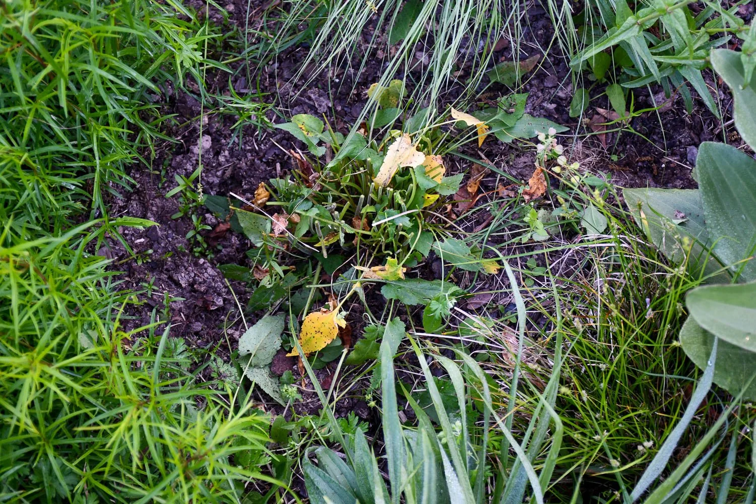 Applying Grime's Triangle to my Garden | Meristem