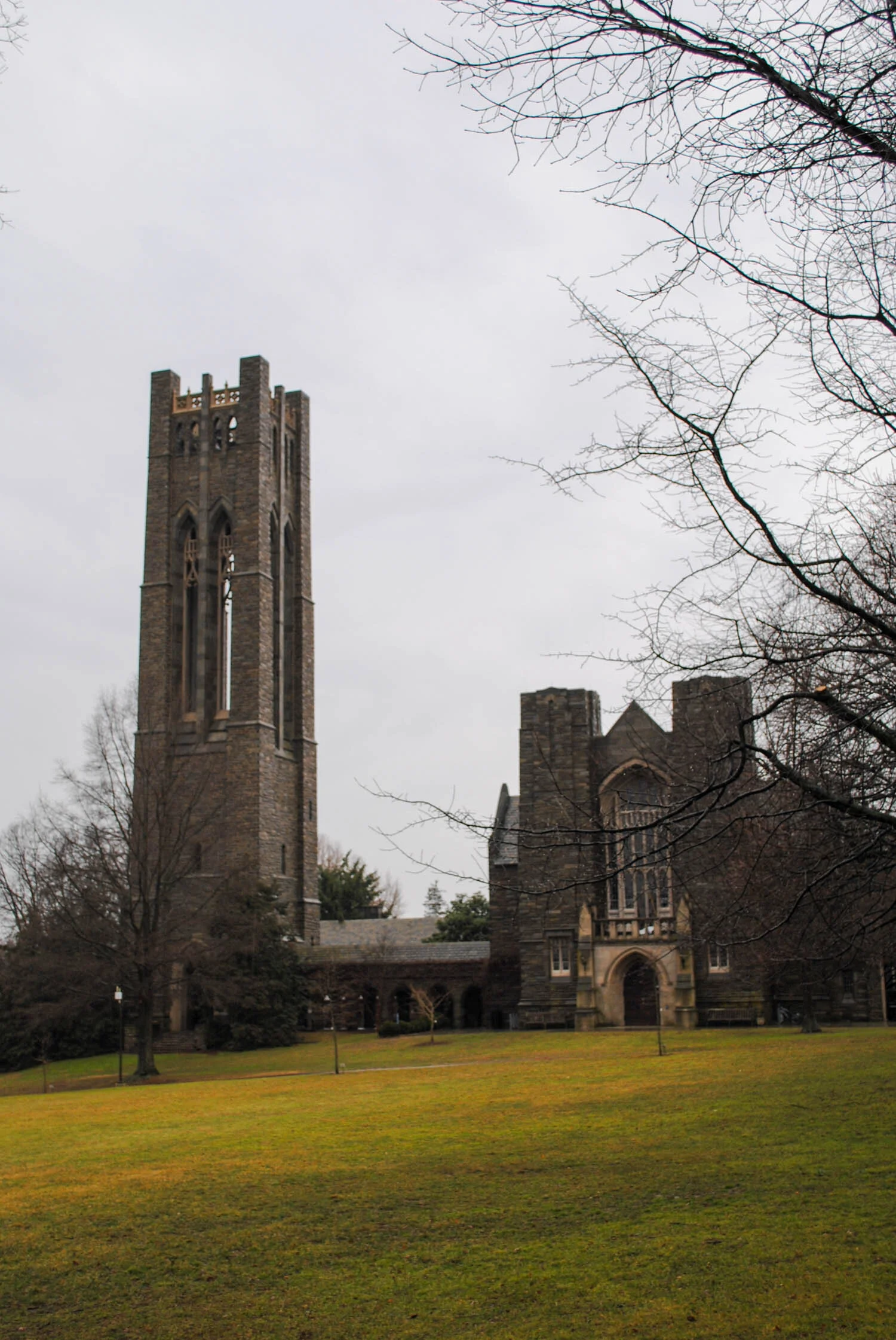Witch Hazels at The Scott Arboretum | Meristem