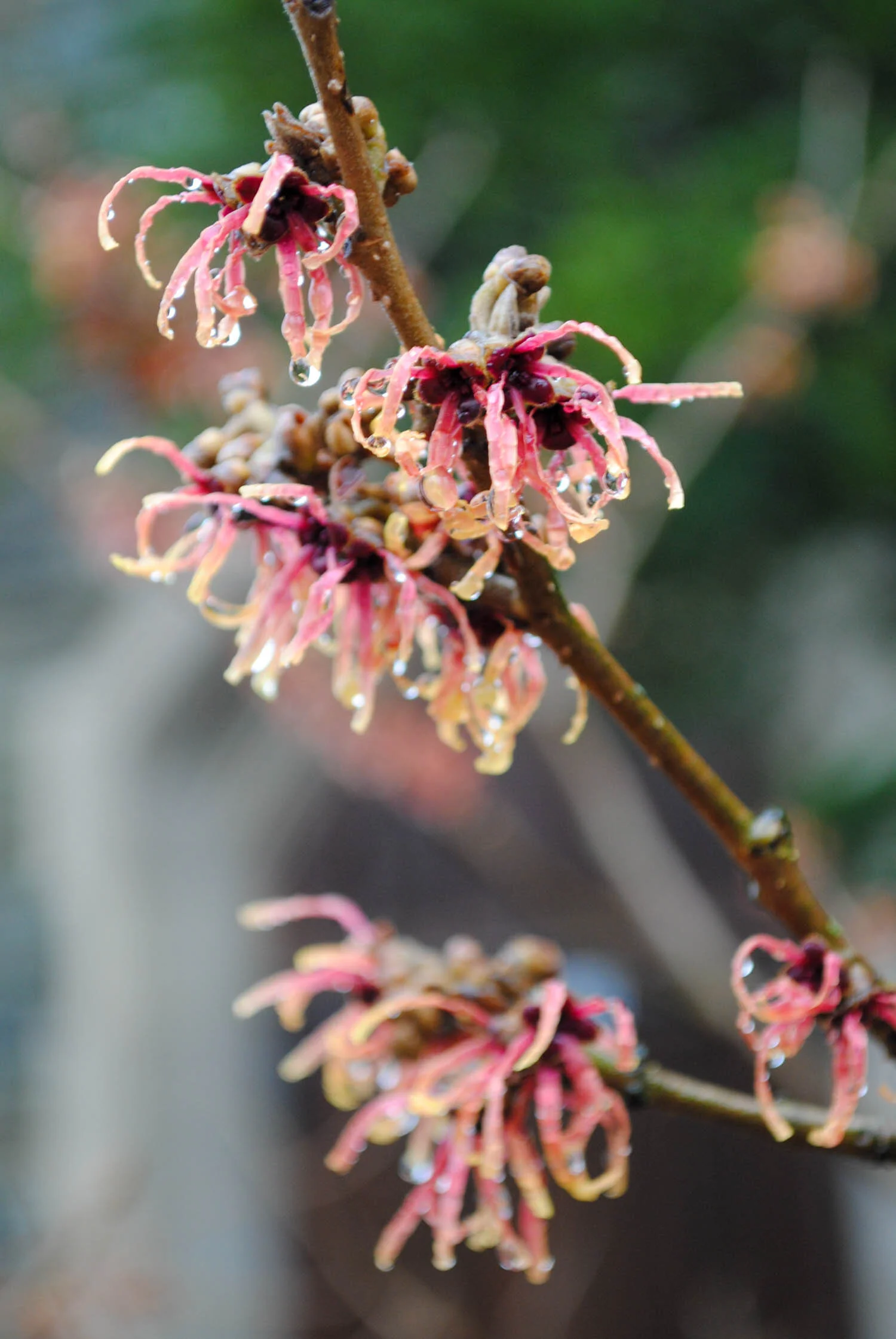 Witch Hazels at The Scott Arboretum | Meristem