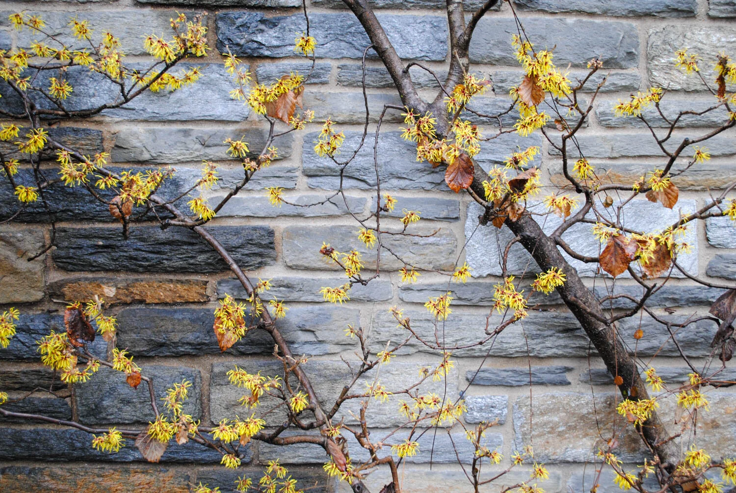 Witch Hazels at The Scott Arboretum | Meristem