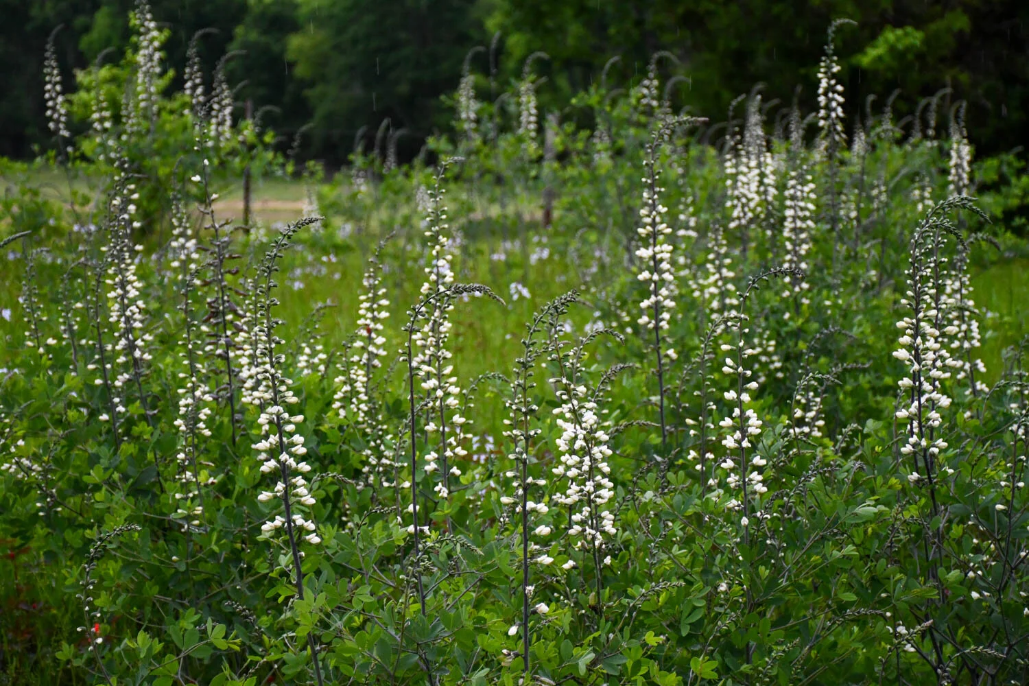 Dipping into Baptisia | Meristem