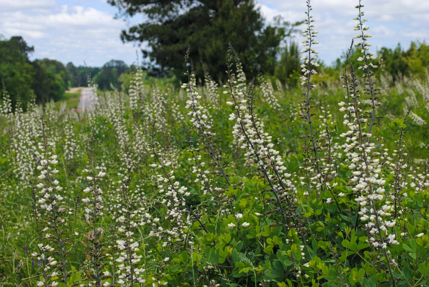 Dipping into Baptisia | Meristem