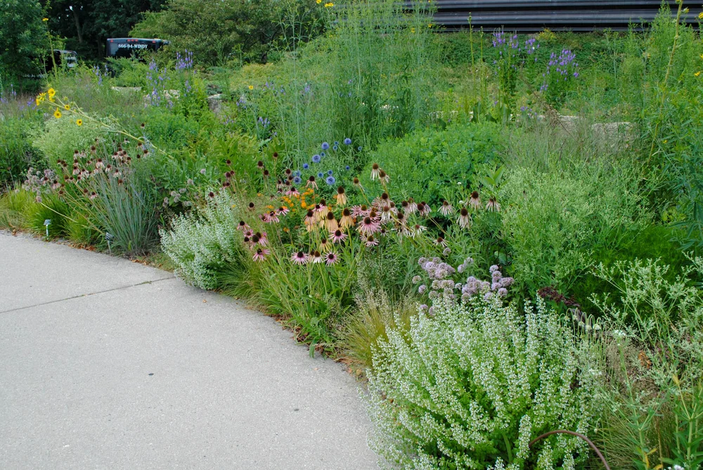 True Grit: Planting a Gravel Garden with Students | Meristem