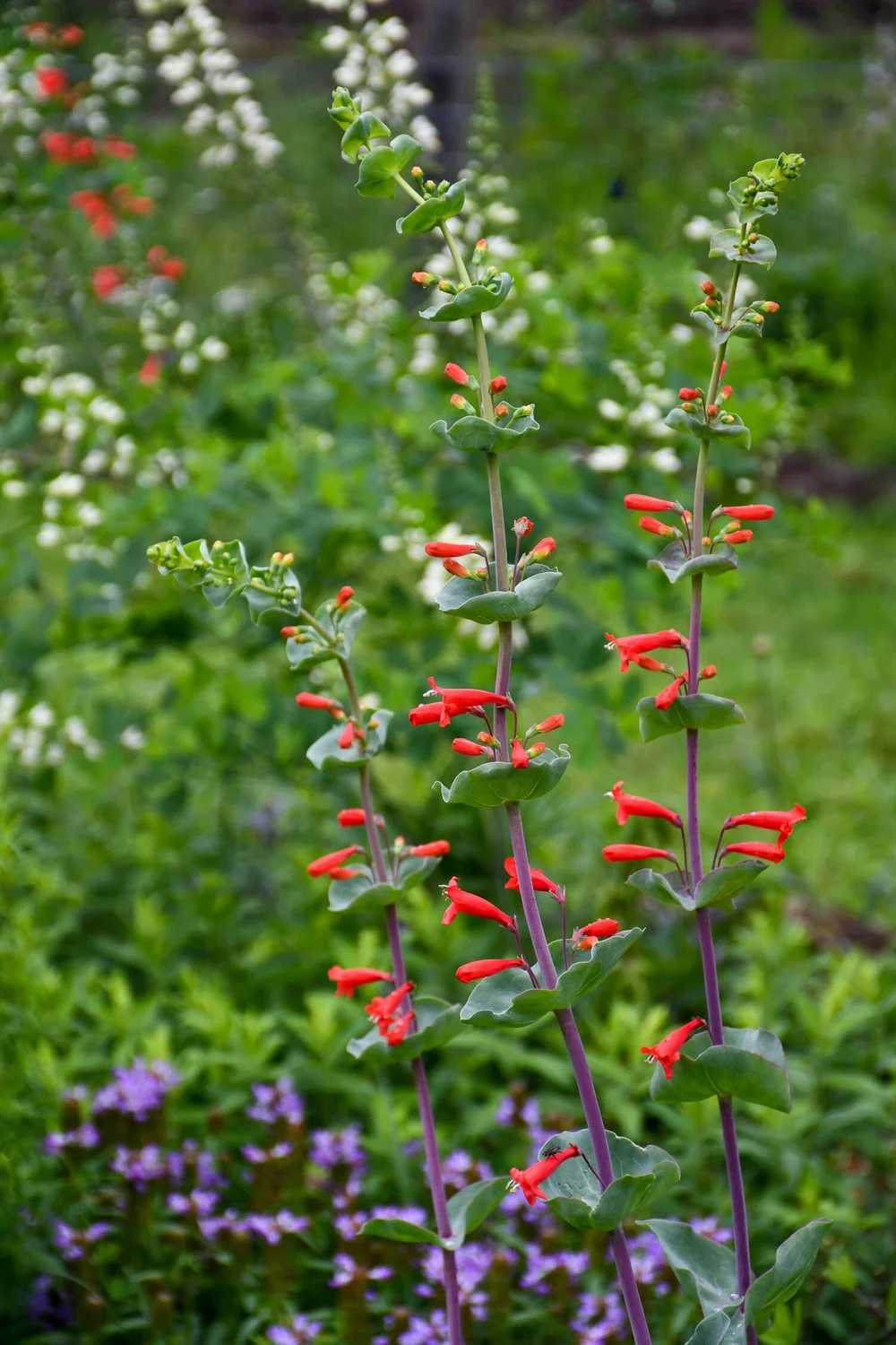 Scarlet Penstemon | Meristem