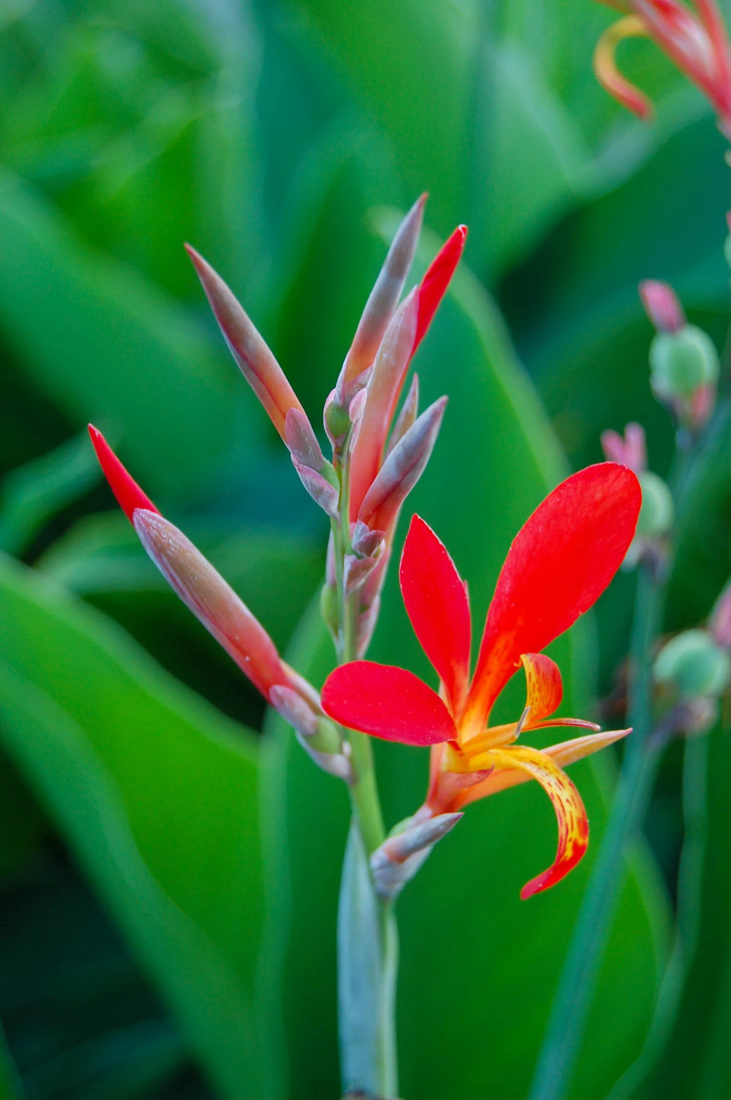 May at the JC Raulston Arboretum | Meristem
