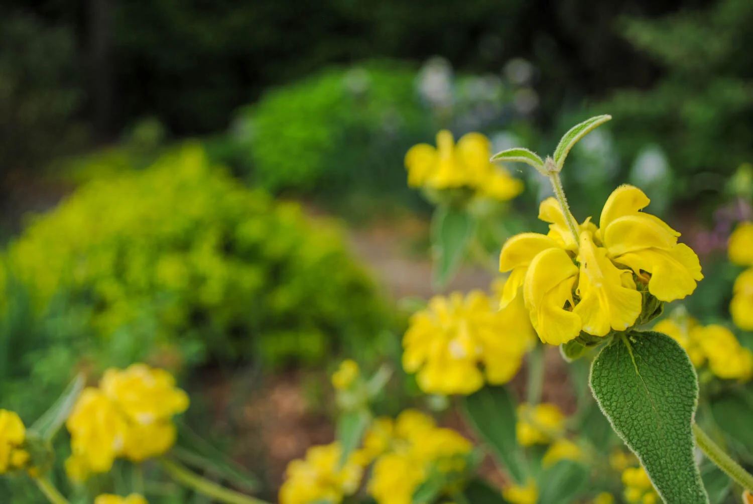 May at the JC Raulston Arboretum | Meristem