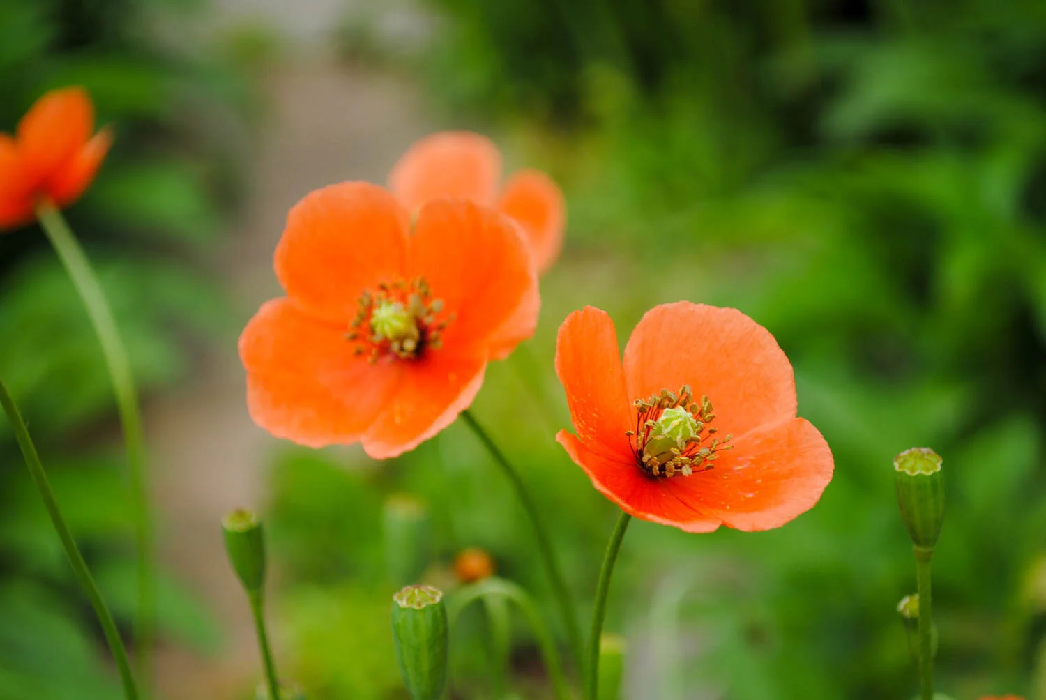 May at the JC Raulston Arboretum | Meristem