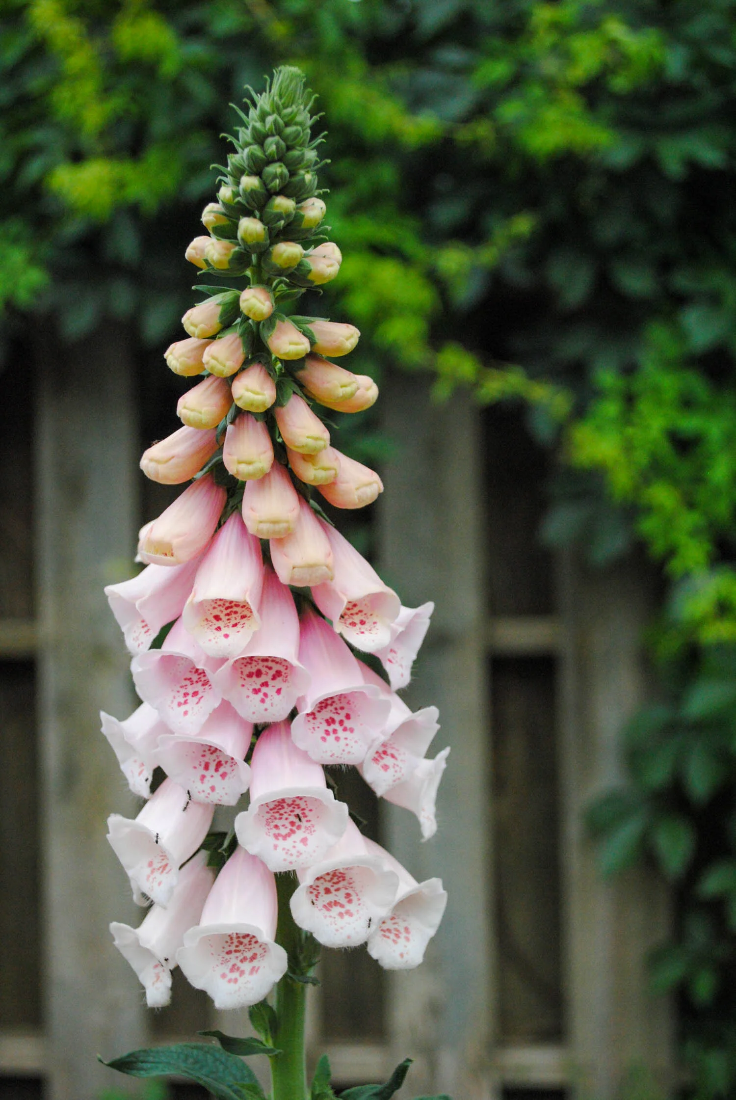 May at the JC Raulston Arboretum | Meristem