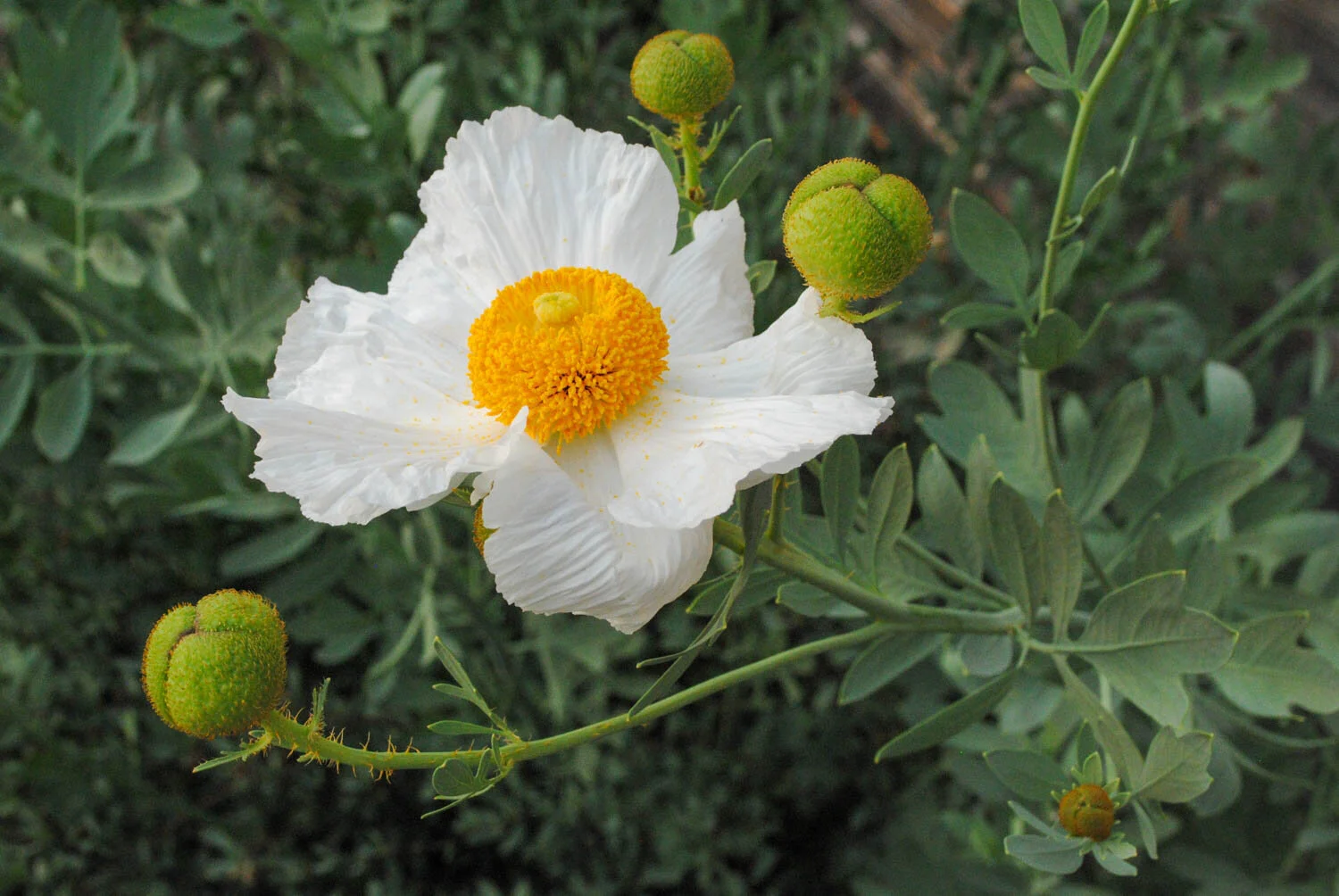 May at the JC Raulston Arboretum | Meristem