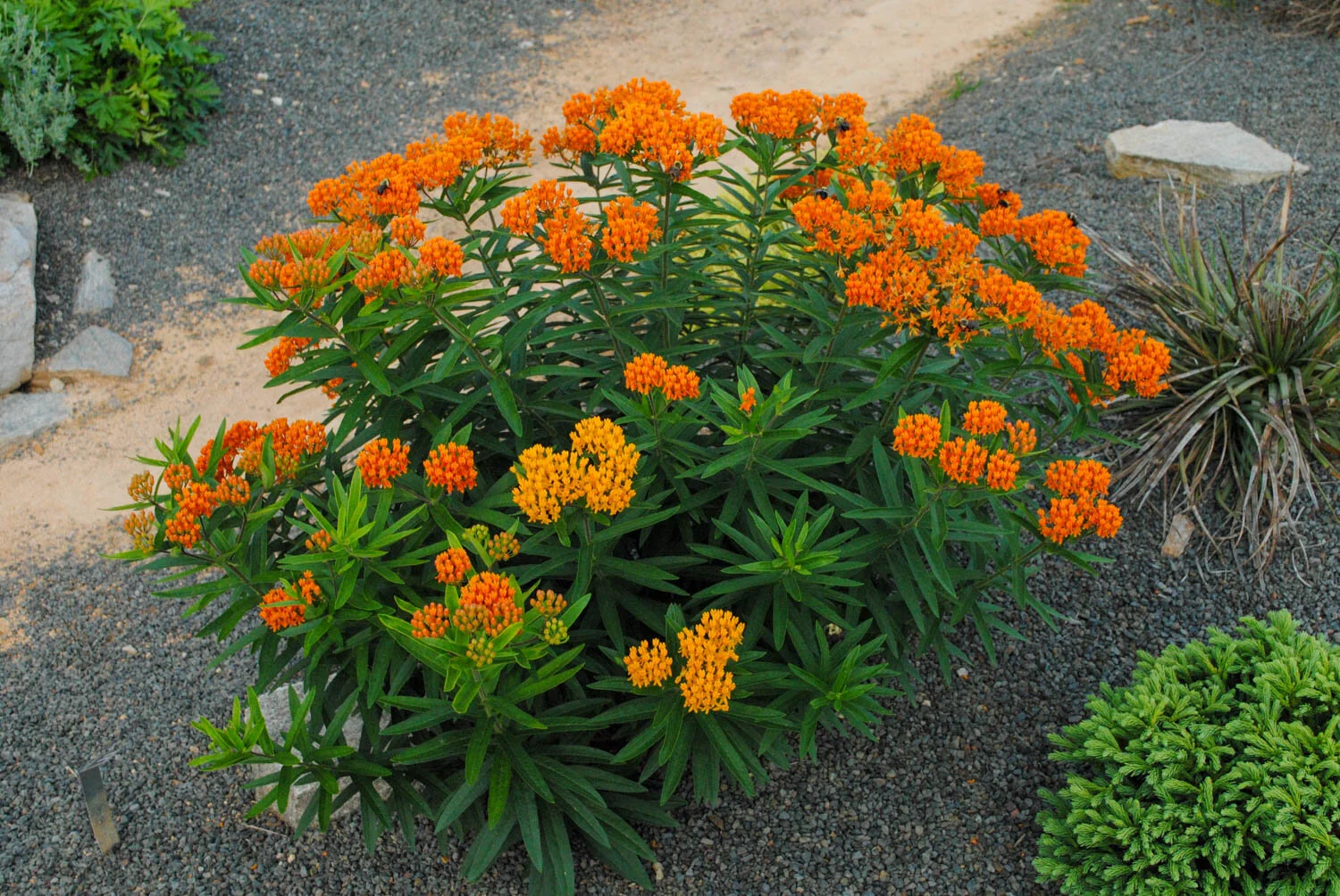 May at the JC Raulston Arboretum | Meristem