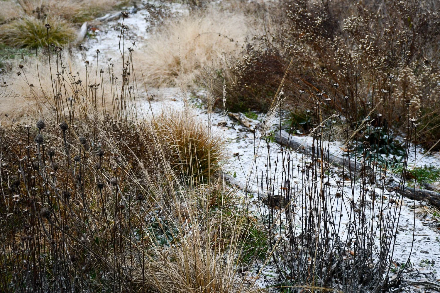 Winter Preparations | Meristem