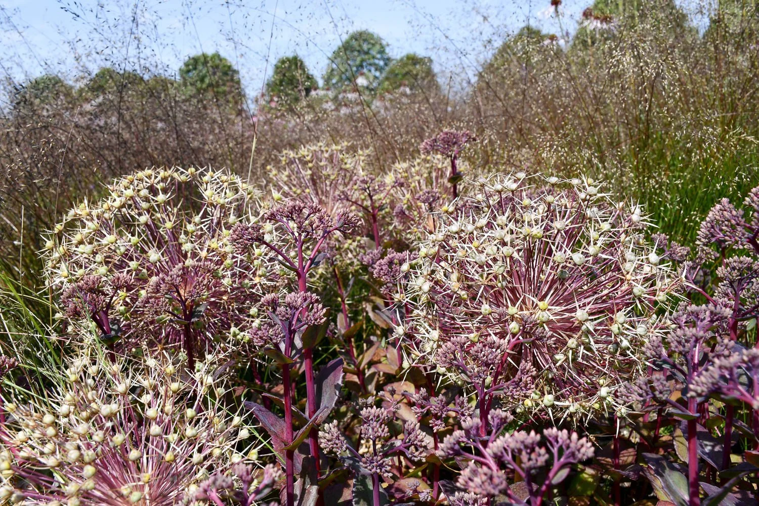 The Power of Repetition: How Repeating Plants Unifies PLANTINGS | Meristem
