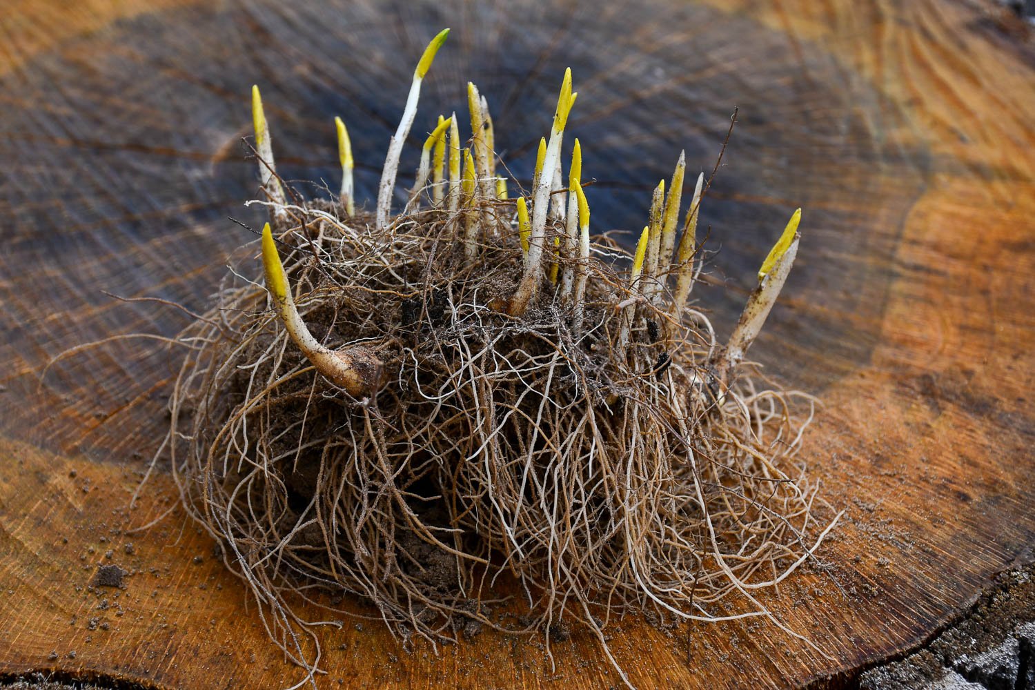 plant•ed blog by Dr. Jared Barnes | Meristem