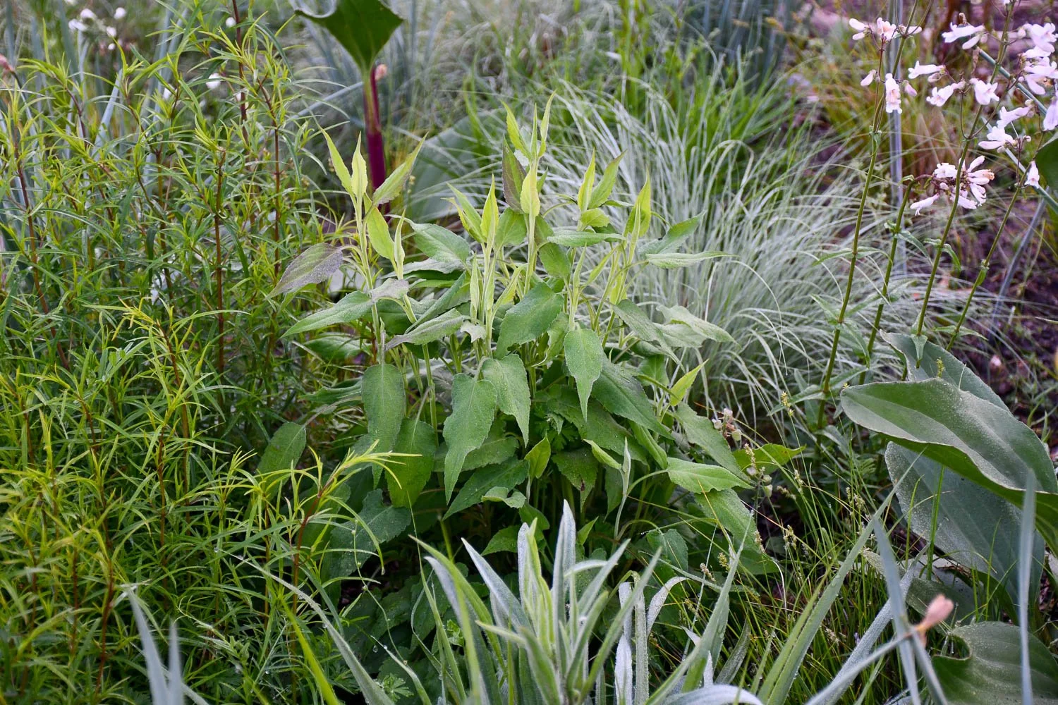 Applying Grime's Triangle to my Garden | Meristem