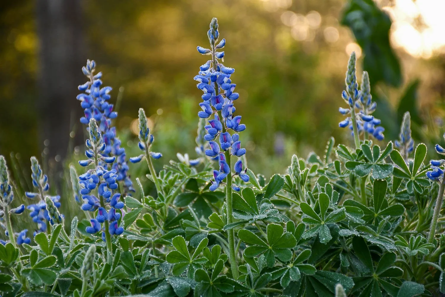 Native Wildflower Seedlings of January | Meristem