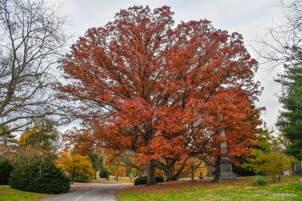 Autumn in Spring Grove Cemetery | Meristem