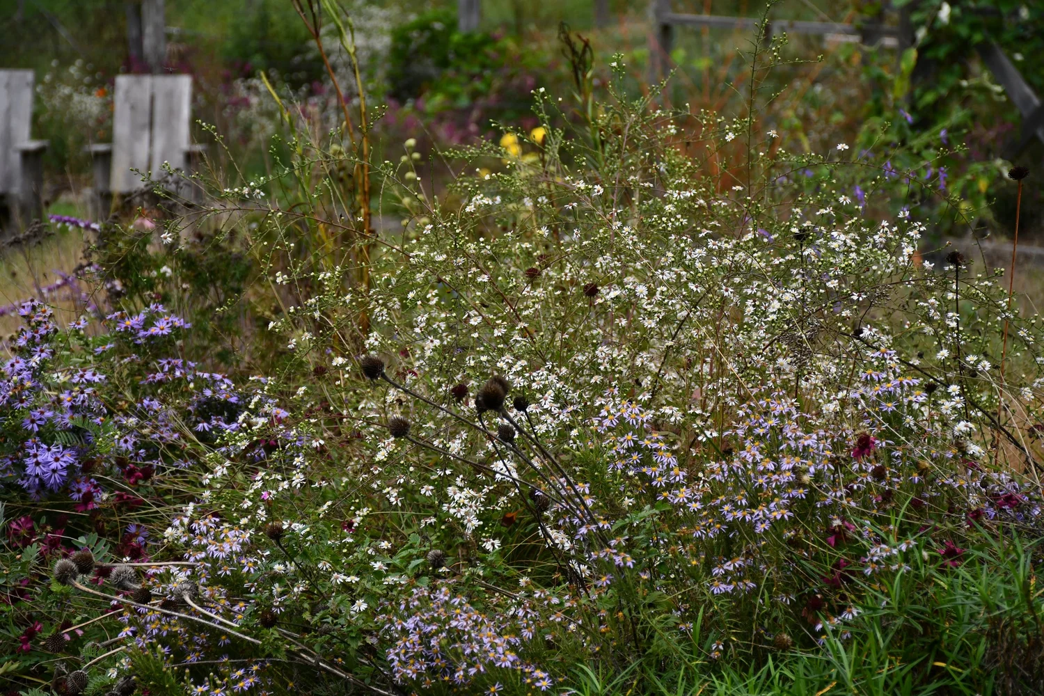 Applying Grime's Triangle to my Garden | Meristem