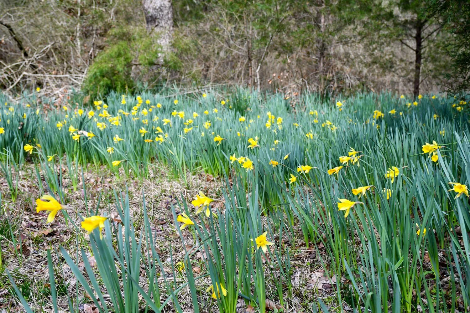 Returning to Wild Daffodils | Meristem