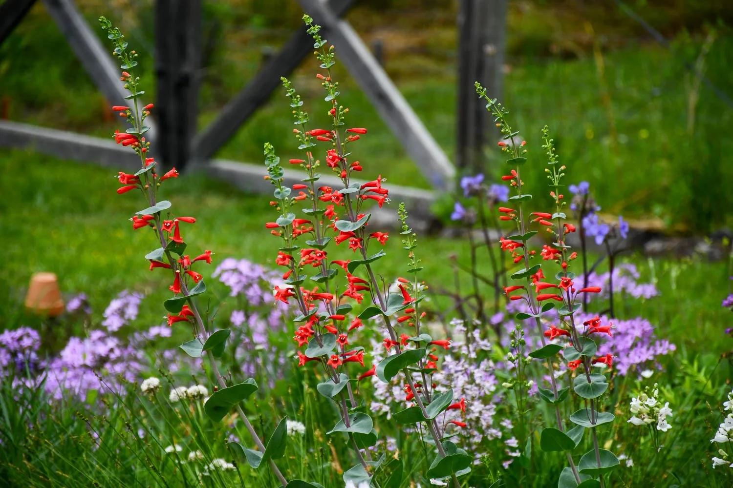 plant•ed blog by Dr. Jared Barnes | Meristem