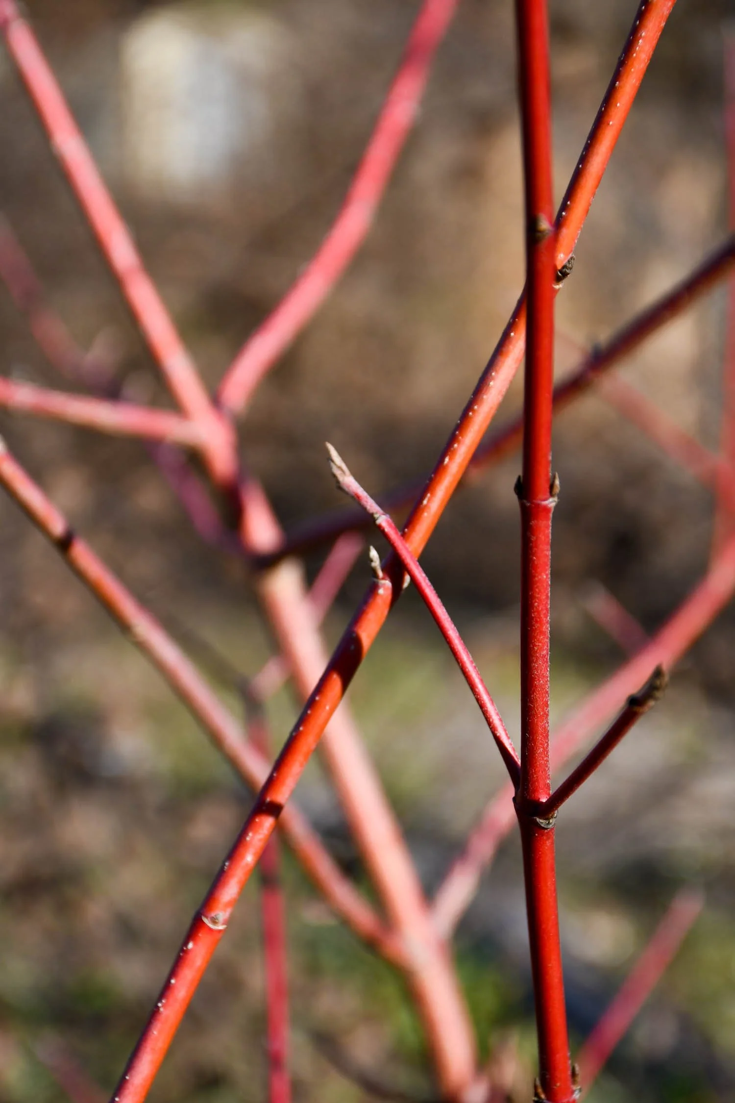 The Colorful Twigs of Winter | Meristem