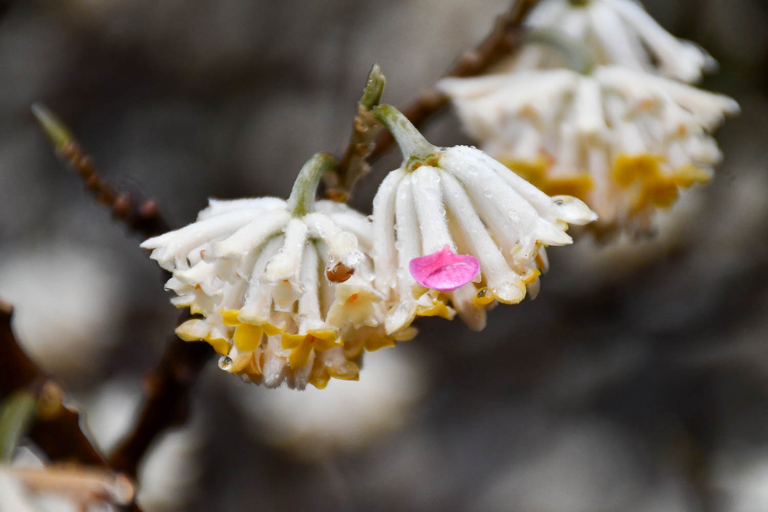UNC Charlotte Botanical Gardens | Meristem