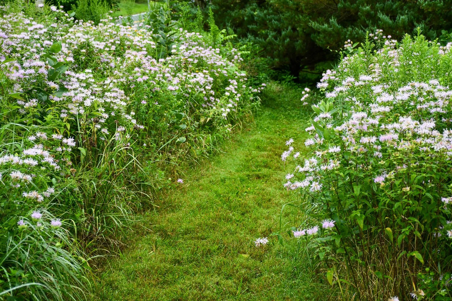 Legibility in Landscapes: Making Naturalistic Plantings More Readable ...