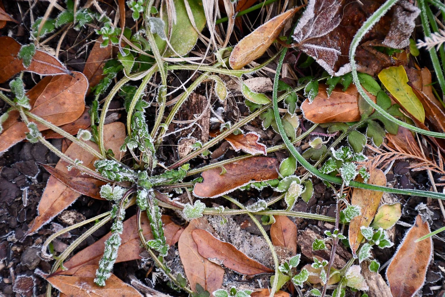 Native Wildflower Seedlings of January | Meristem