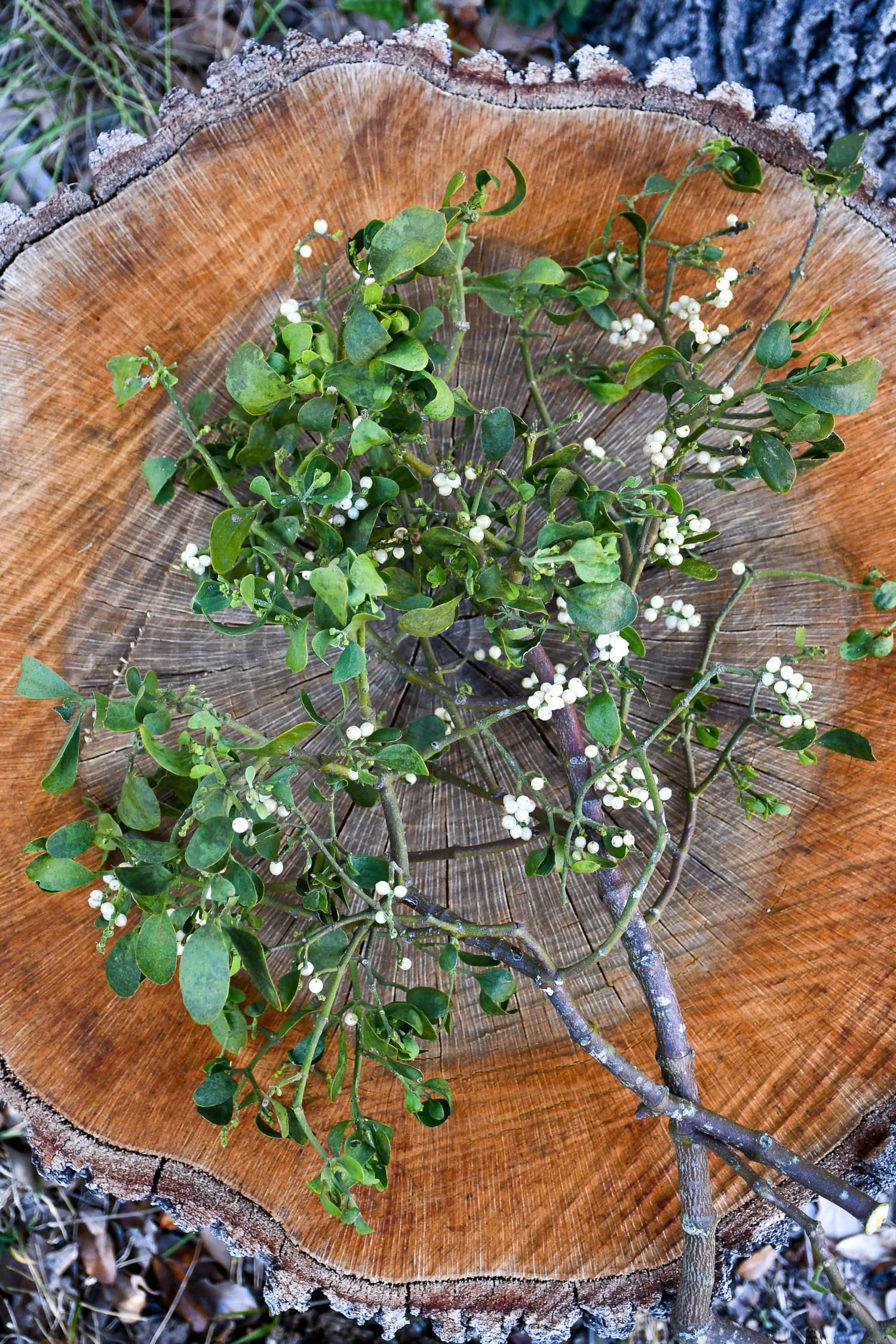 Phoradendron leucarpum | American mistletoe | Meristem