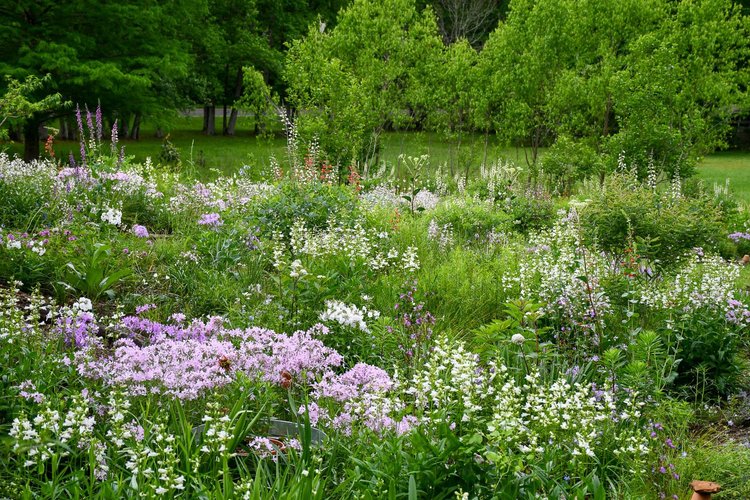 The Power of Repetition: How Repeating Plants Unifies PLANTINGS | Meristem