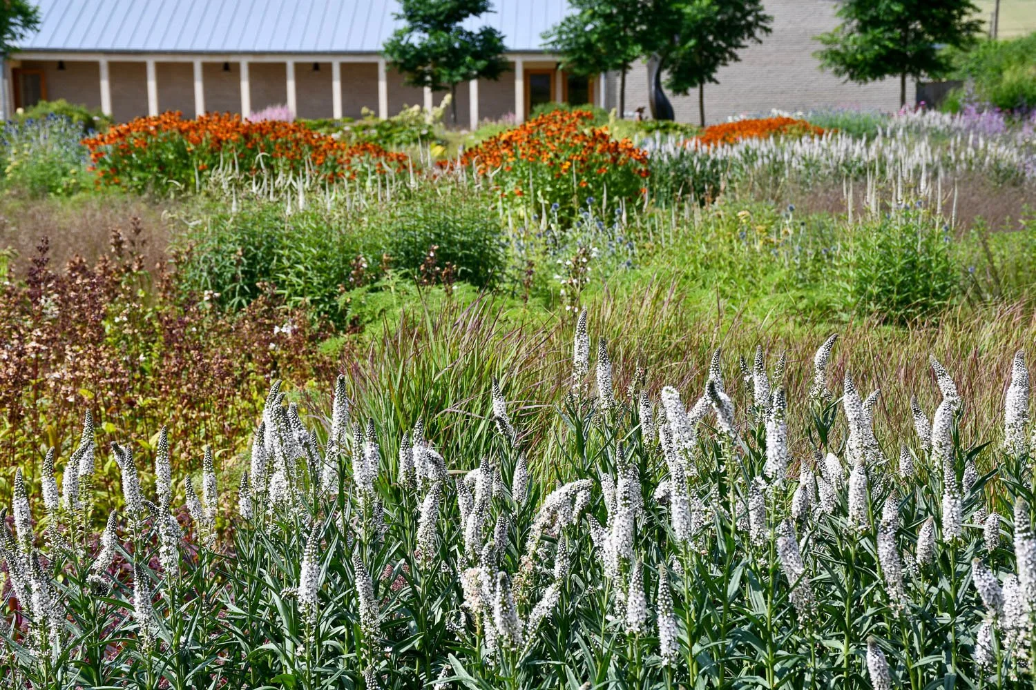 The Plants of Oudolf Field | Meristem