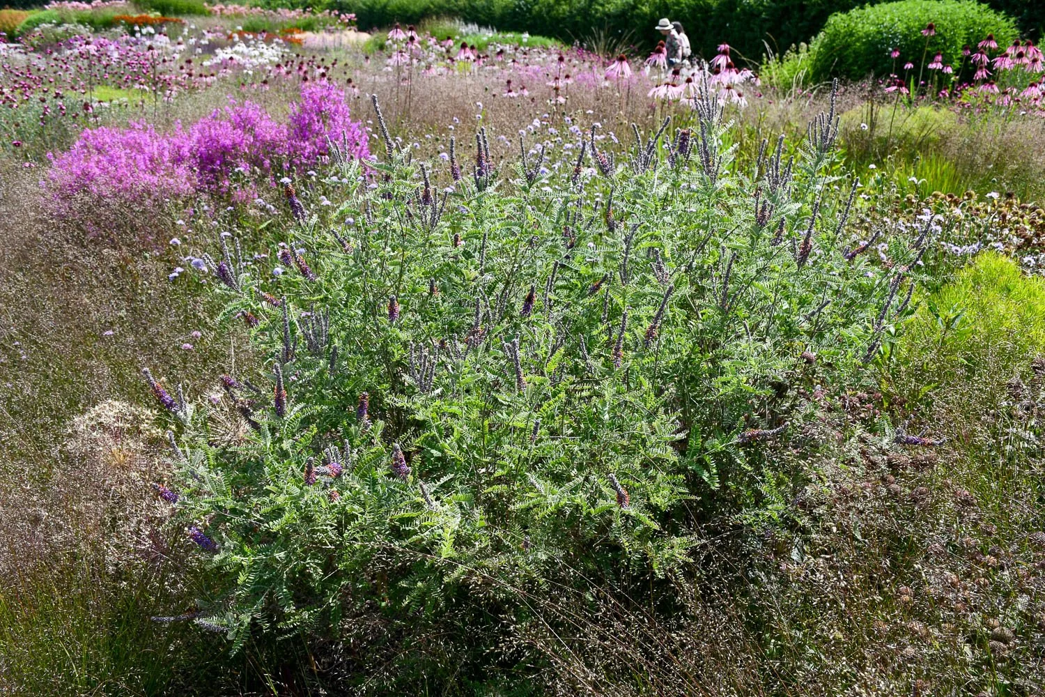 The Plants of Oudolf Field | Meristem