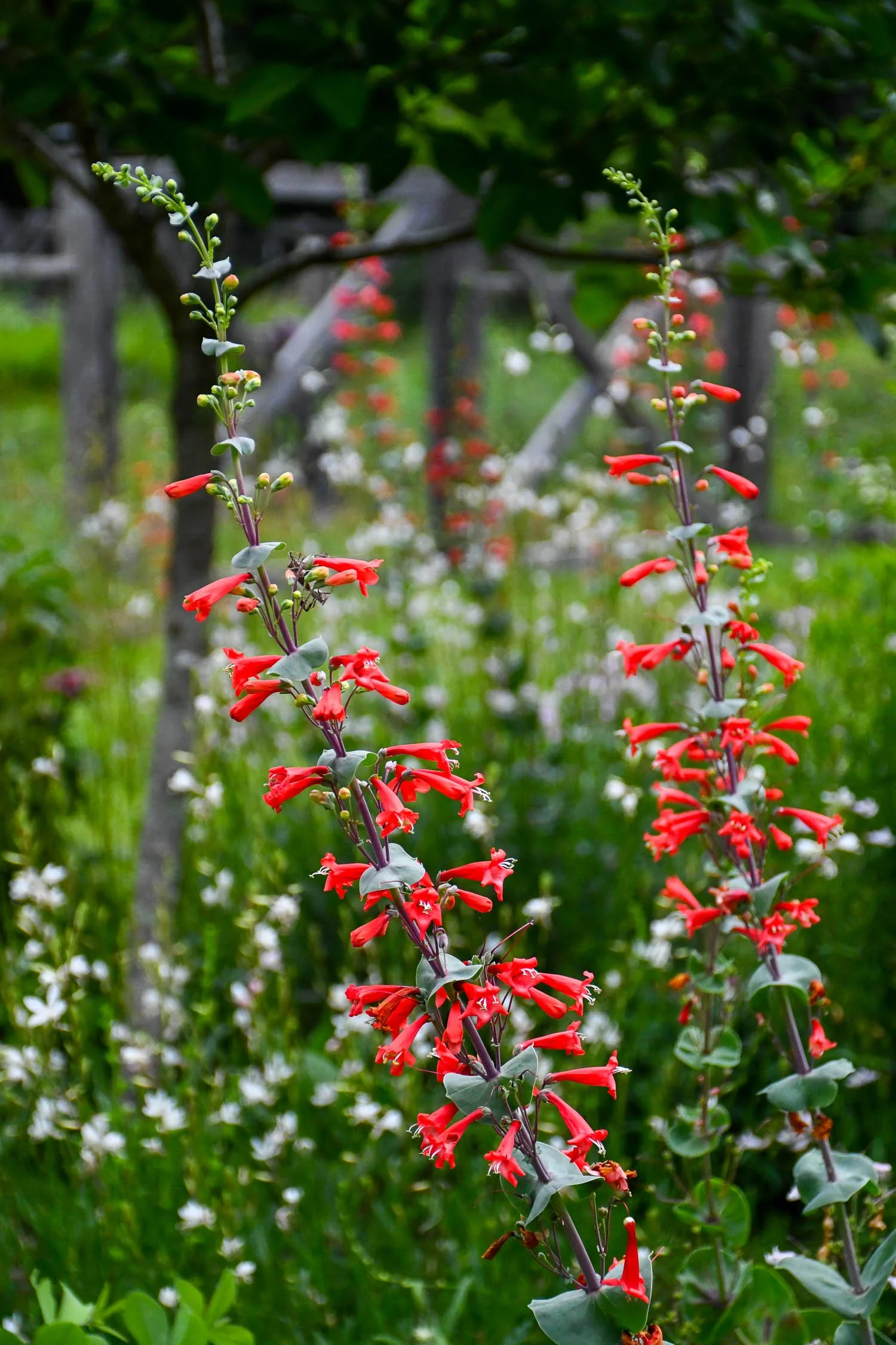 plant•ed blog by Dr. Jared Barnes | Meristem