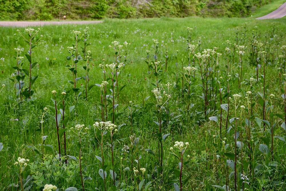 The Power of Repetition: How Repeating Plants Unifies PLANTINGS | Meristem