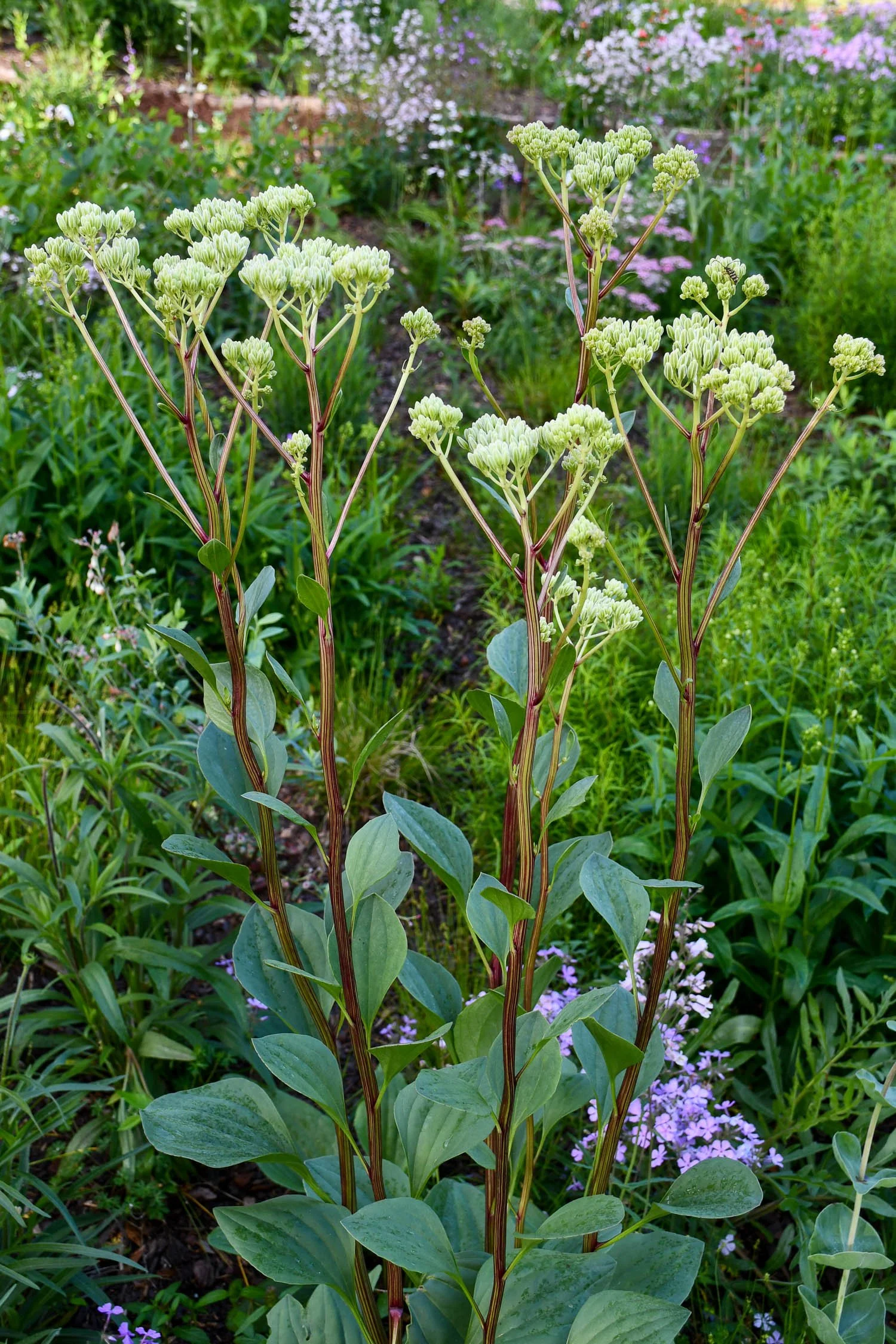 Arnoglossum plantagineum | Prairie Indian Plantain | Meristem