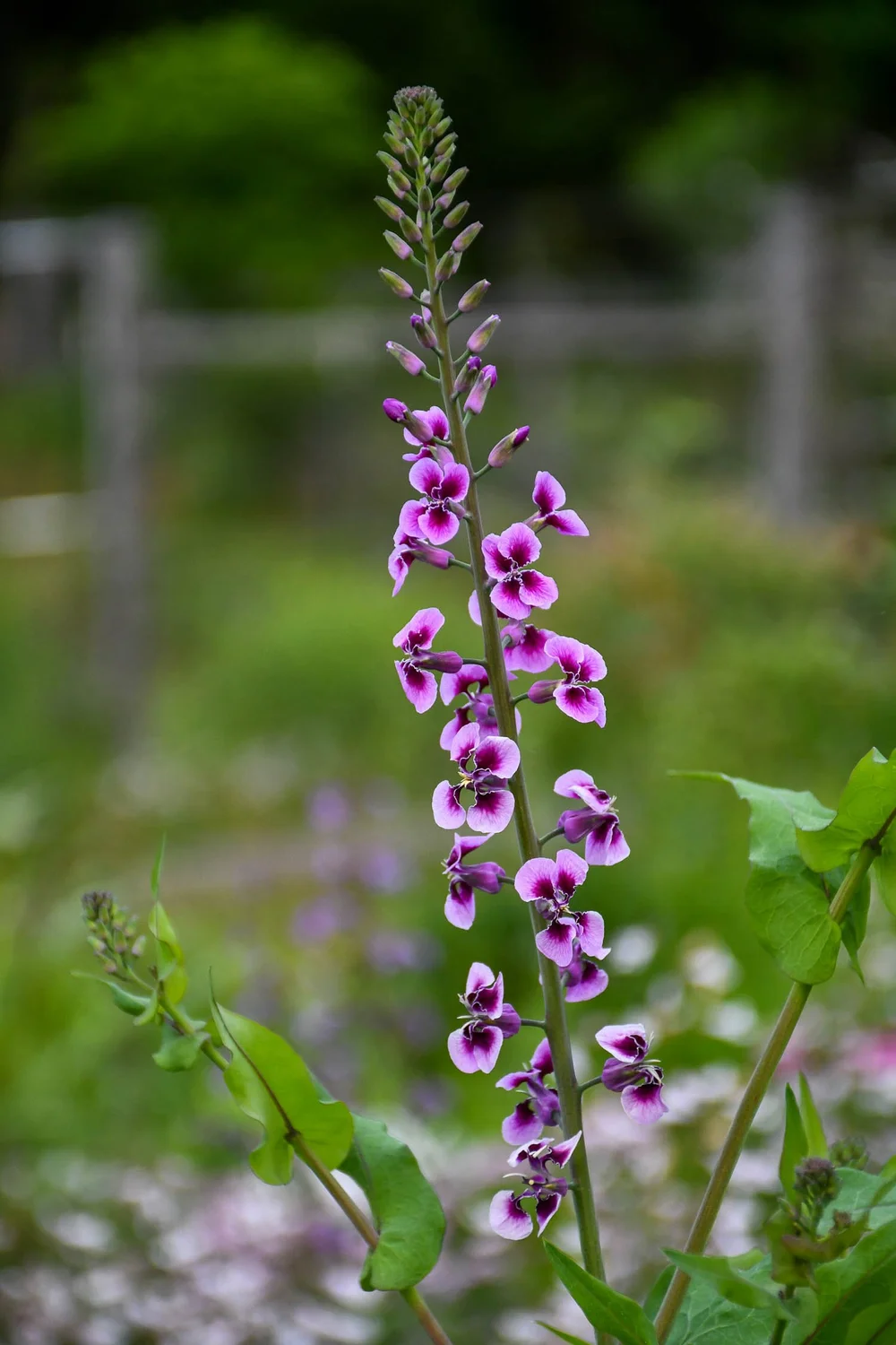Streptanthus maculatus | clasping jewelflower | Meristem