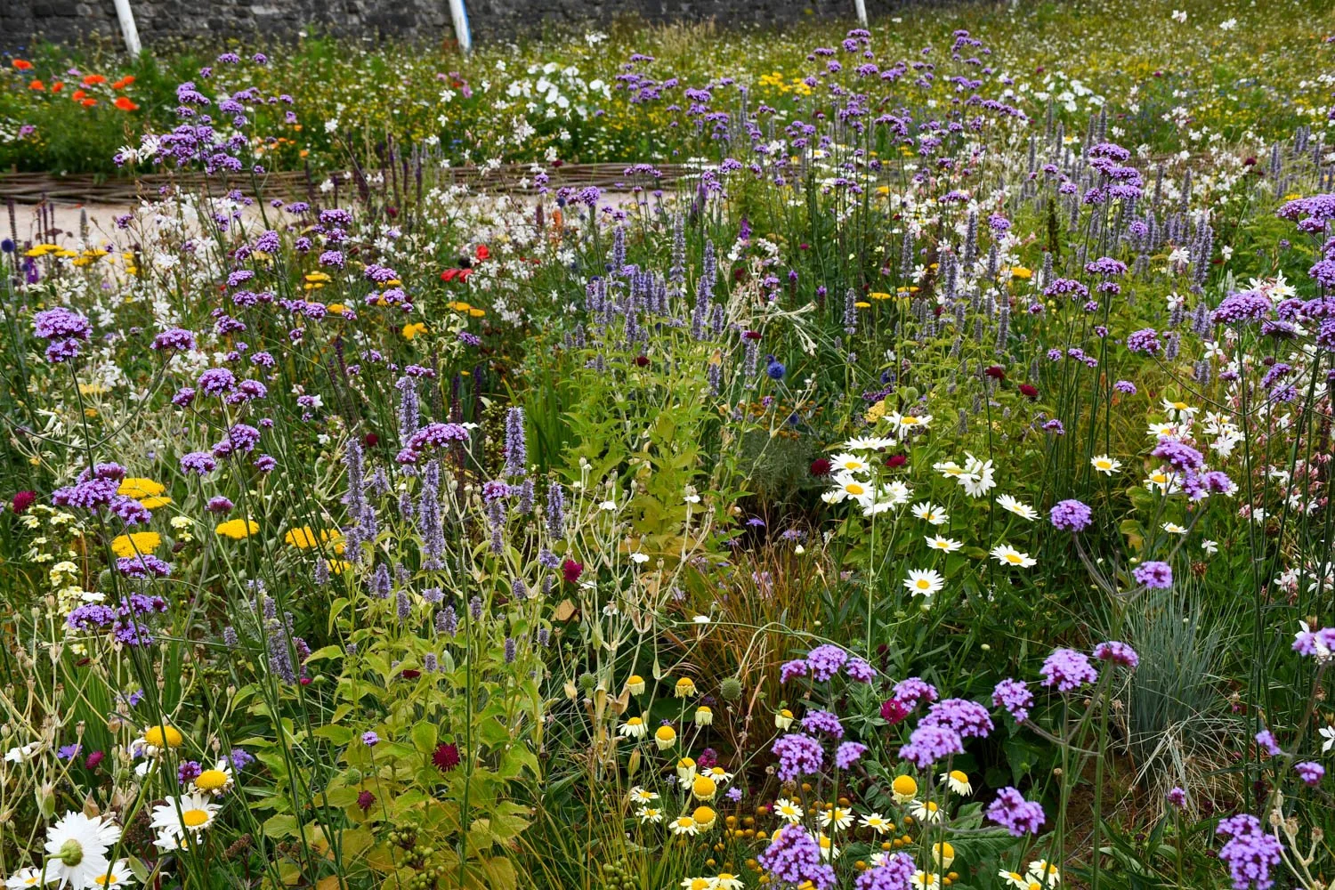 Superbloom | Meristem