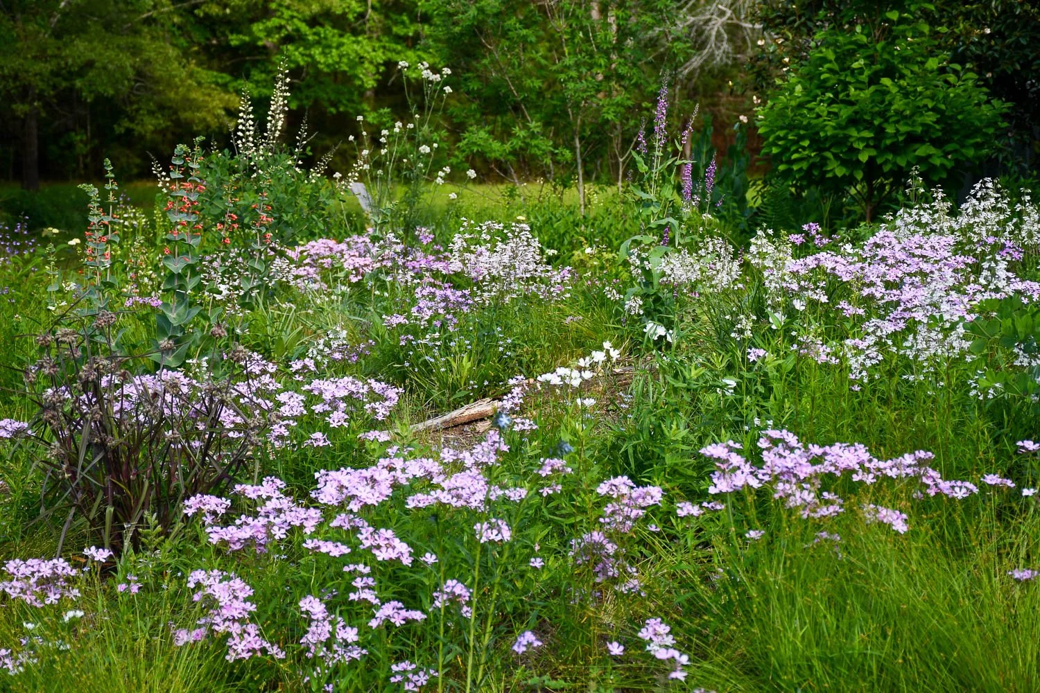 Layer by Layer: Simplifying Naturalistic Planting Design | Meristem