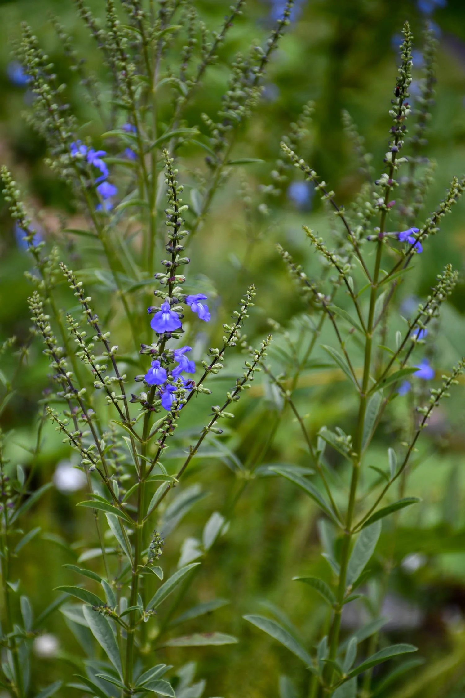 Salvia azurea | prairie sage | Meristem