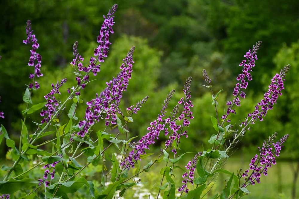 Native Wildflower Seedlings of January | Meristem