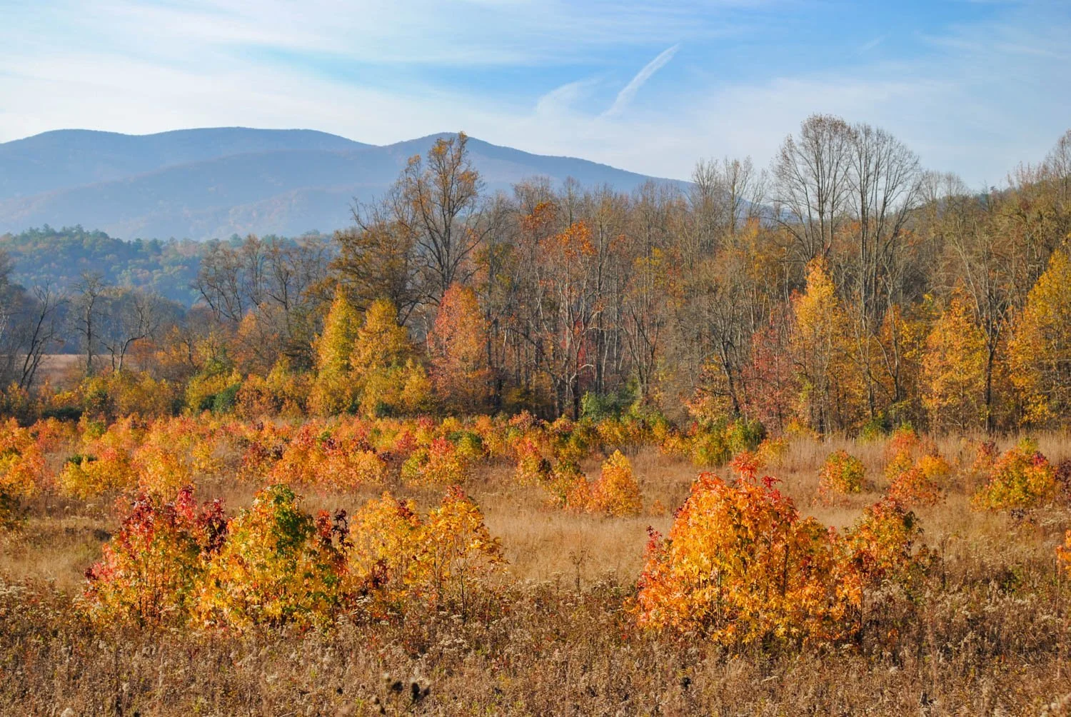 The Power of Repetition: How Repeating Plants Unifies PLANTINGS | Meristem