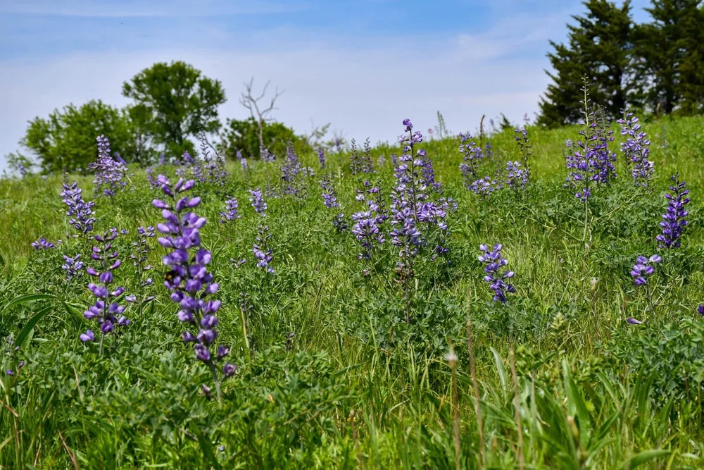 What is Matrix Planting? | Meristem