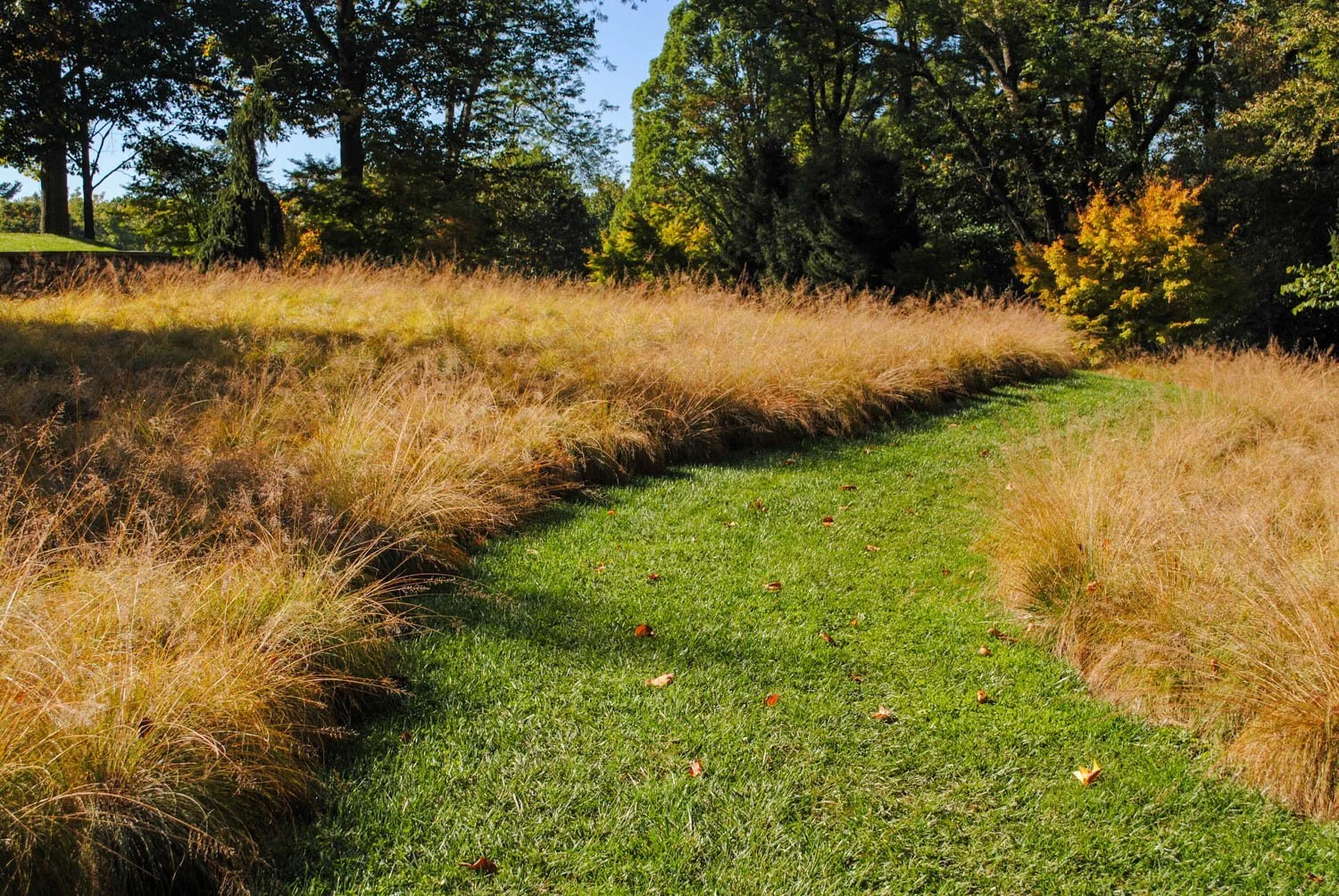 What is Matrix Planting? | Meristem