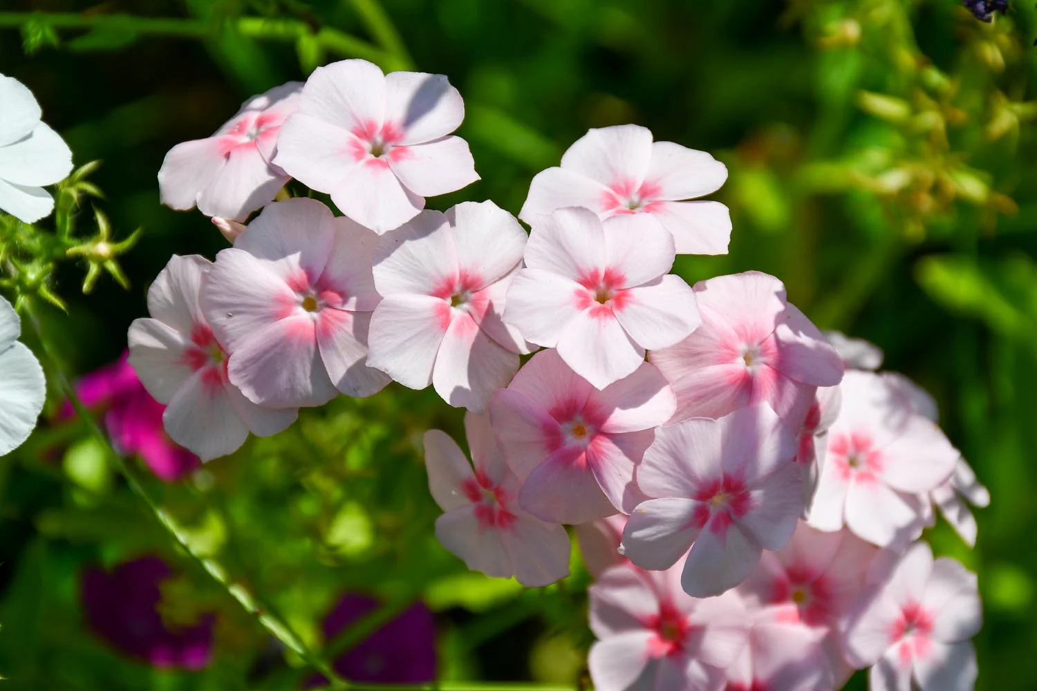 Phlox drummondii and a Texas (Mini) Superbloom | Meristem