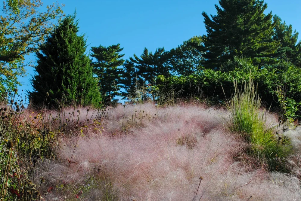 The Power of Repetition: How Repeating Plants Unifies PLANTINGS | Meristem