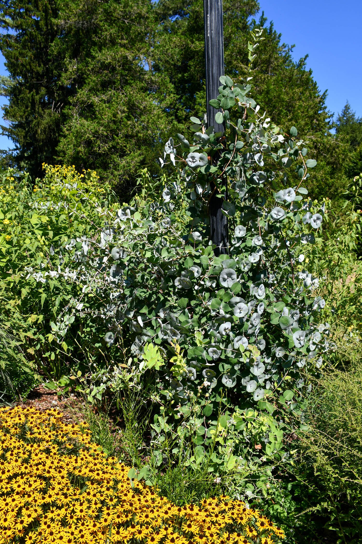 Perennial Plant Association Symposium 2022: Visiting Stoneleigh | Meristem