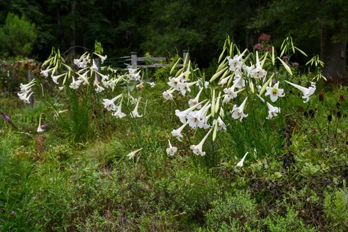 The Power of Repetition: How Repeating Plants Unifies PLANTINGS | Meristem