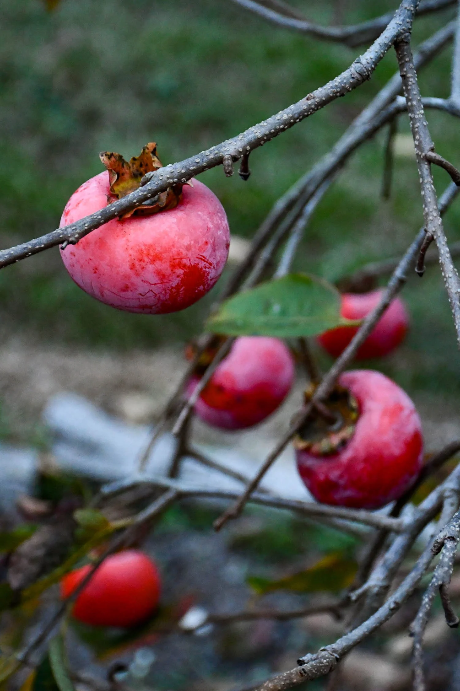 The Gift of Persimmons | Meristem